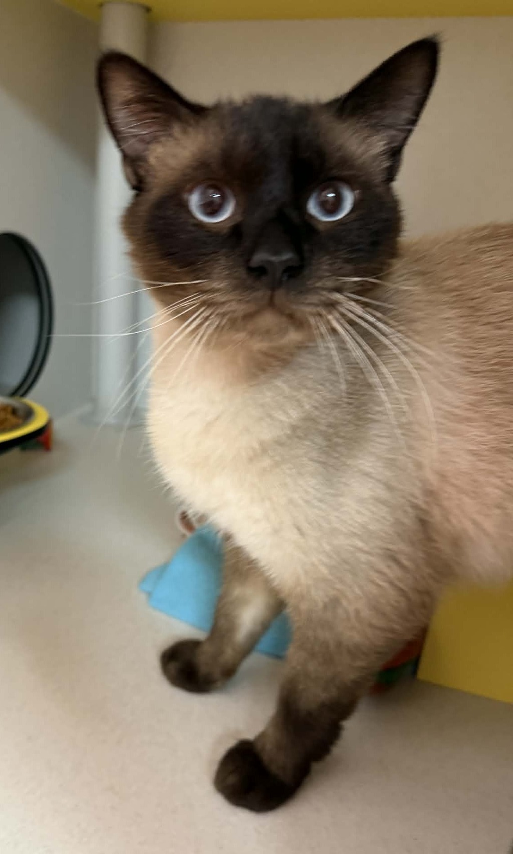 Paladin - Male Layanese Mix Cat in QLD - PetRescue