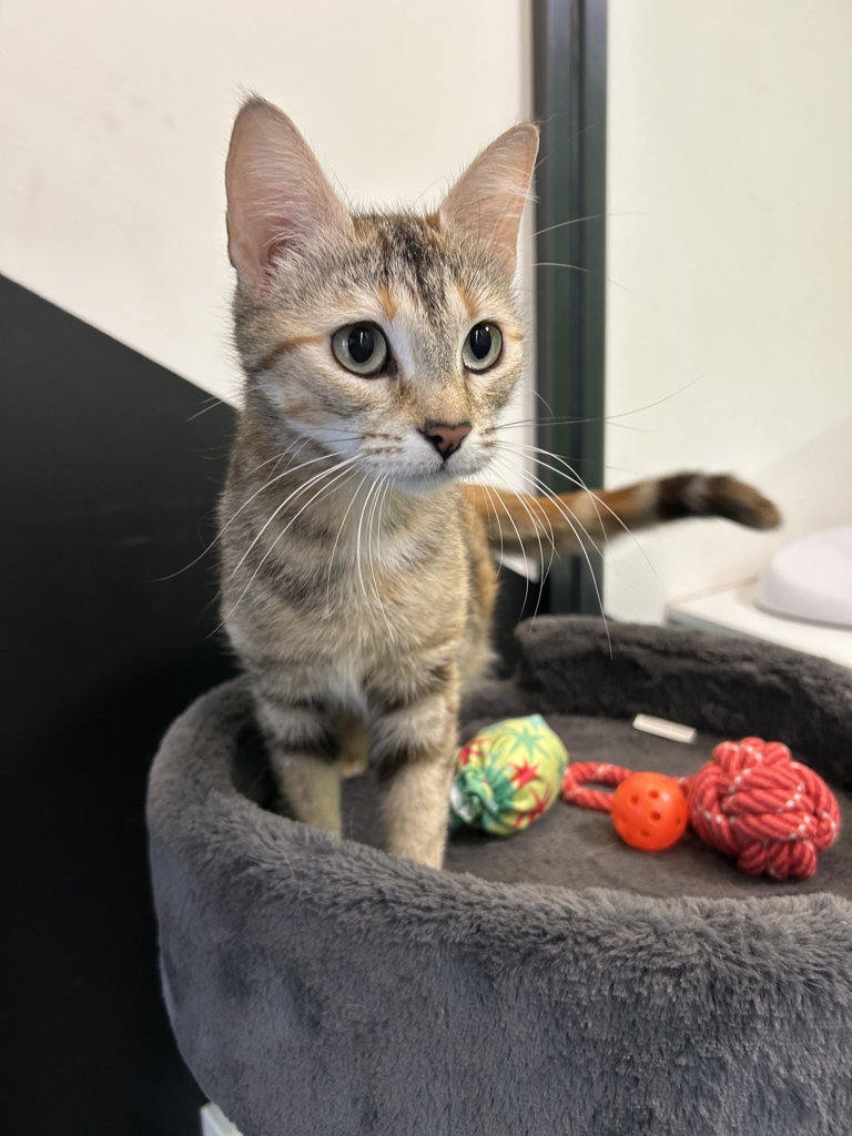 Sandy Shandy - Female Domestic Short Hair Mix Cat in VIC - PetRescue