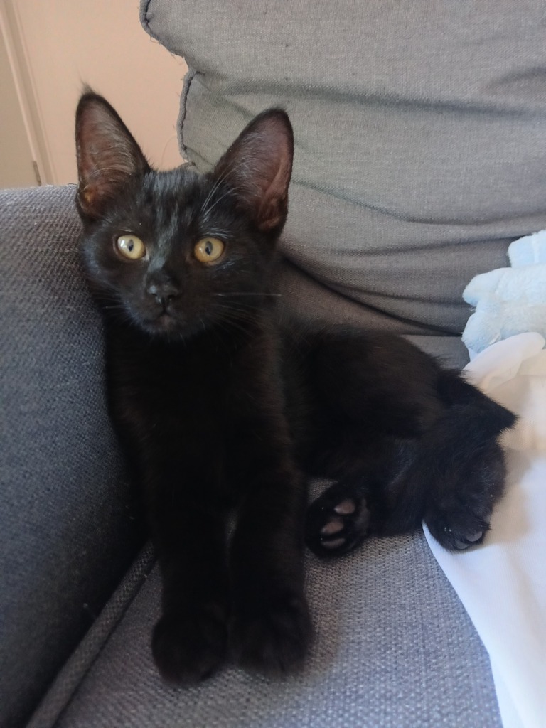 Slinky Malinki - Male Domestic Short Hair Mix Cat in QLD - PetRescue