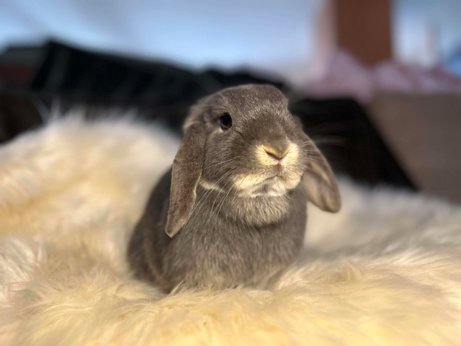 Lacy - Female Mini Lop Mix Rabbit in VIC - PetRescue