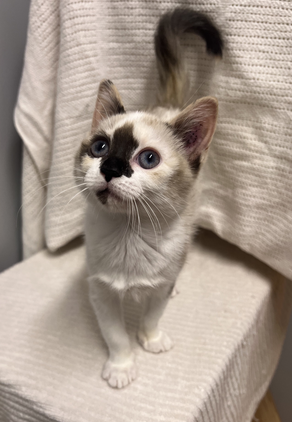 Lumi - Female Snowshoe Mix Cat in QLD - PetRescue