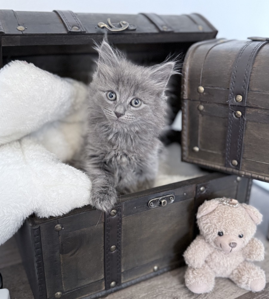 Puffin - Male Domestic Long Hair (DLH) Cat in VIC - PetRescue
