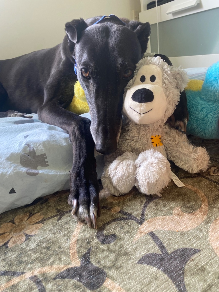 Mia - Large Female Greyhound Dog in SA - PetRescue