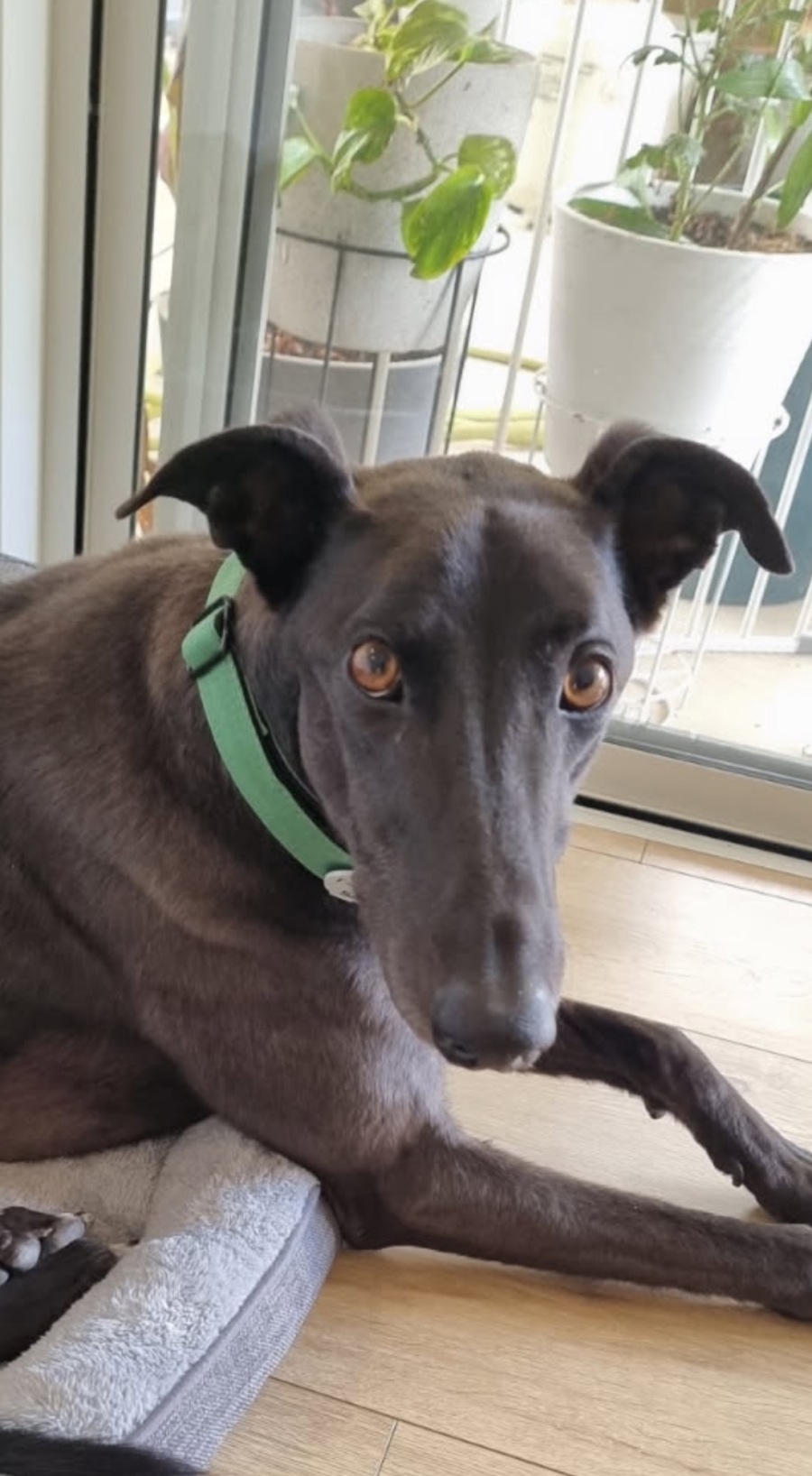 Brockie - Large Male Greyhound Dog in SA - PetRescue