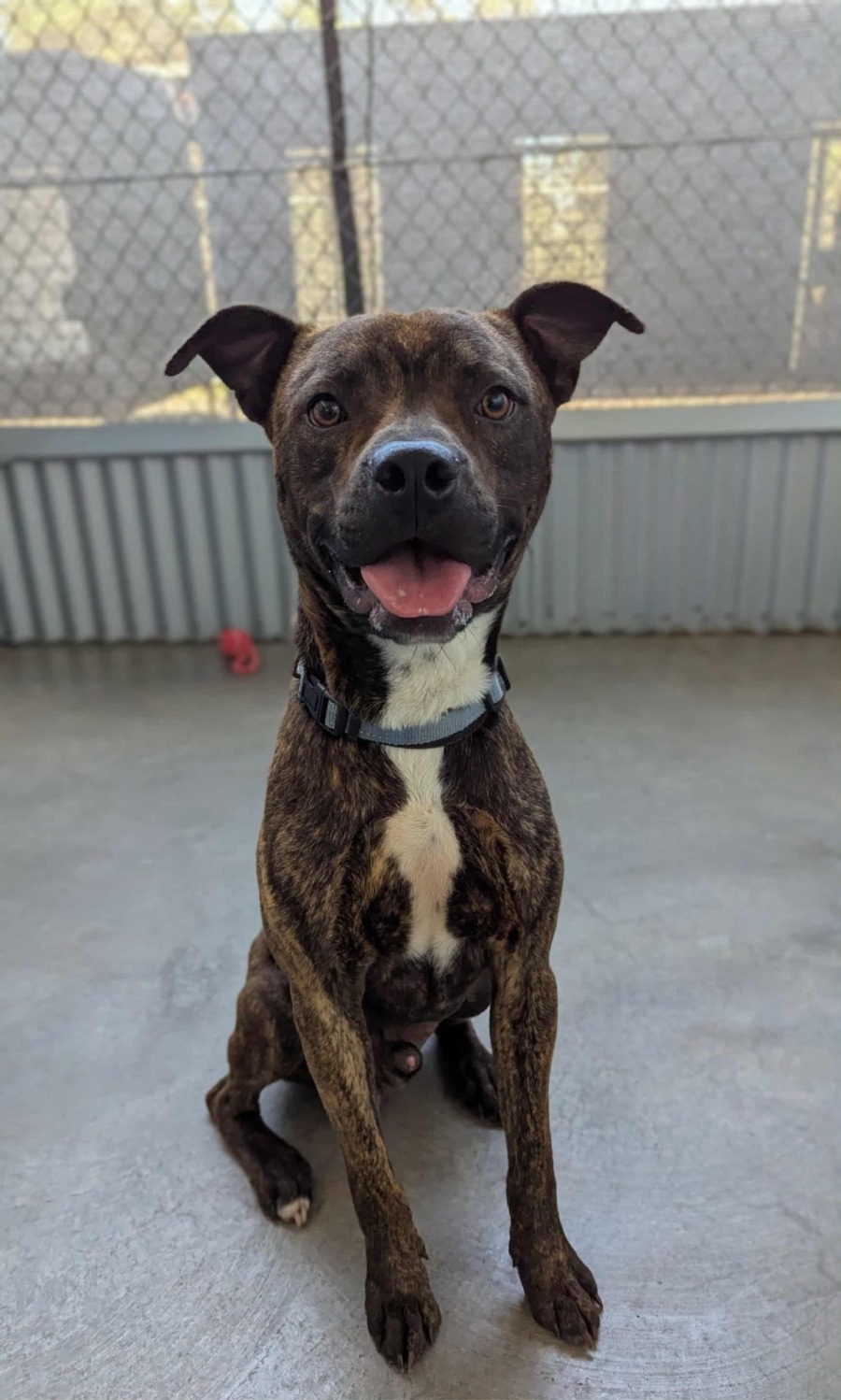 Duncan - Large Male Boxer Mix Dog in NSW - PetRescue