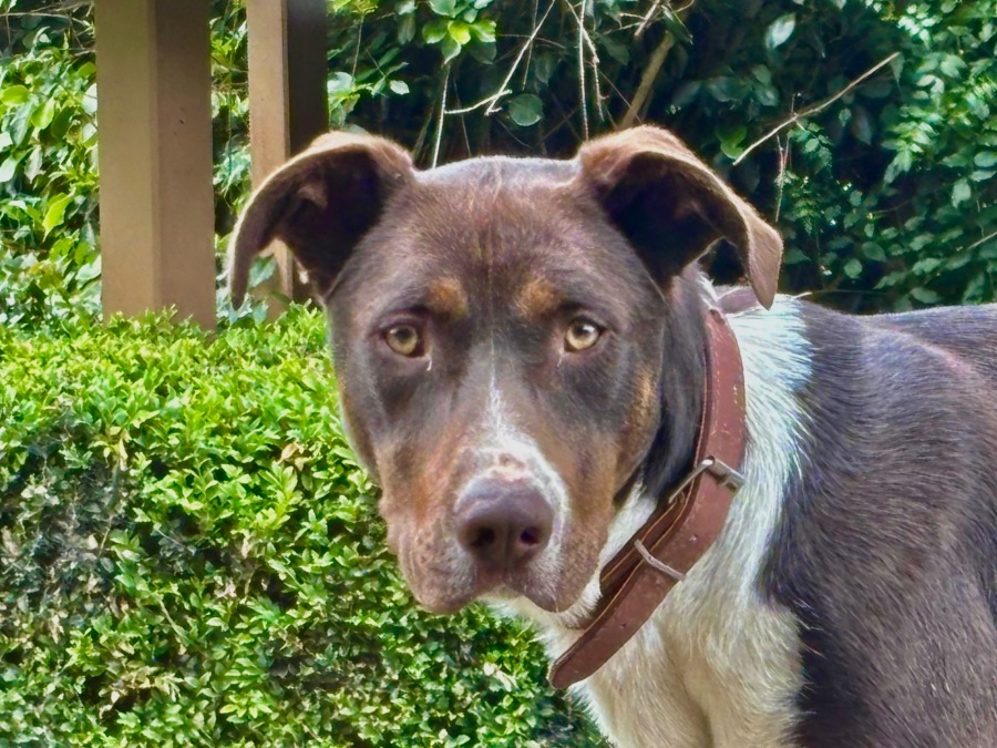 Denver - Medium Male Catahoula Leopard Dog x Australian Kelpie Dog in ...