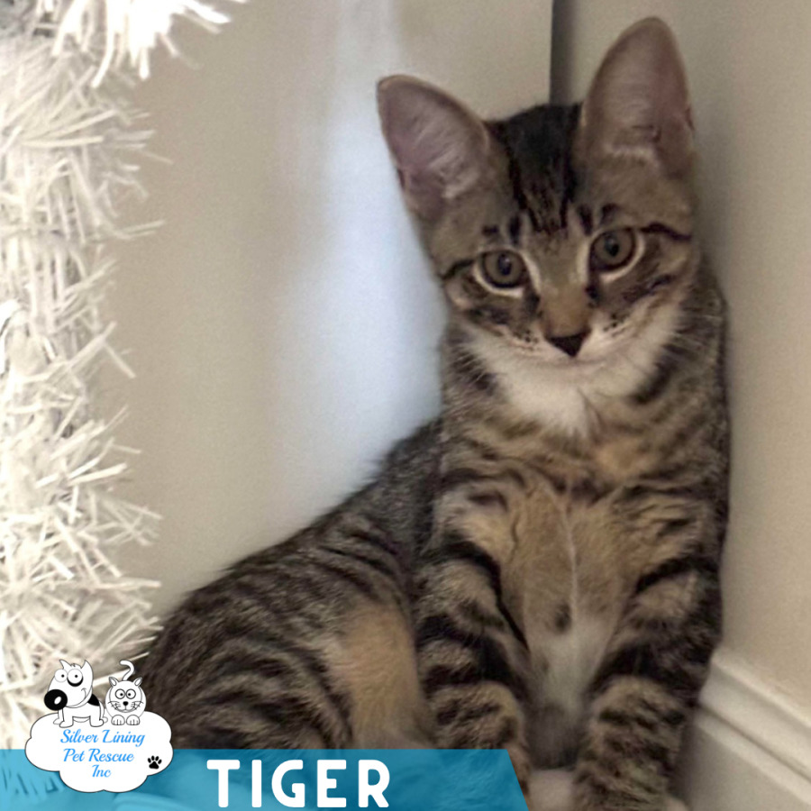 Tiger - Male Domestic Short Hair (DSH) Cat in QLD - PetRescue