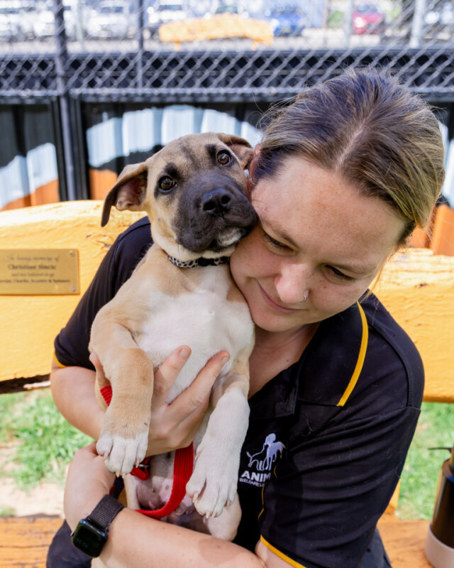 Denver - Large Male Rhodesian Ridgeback Dog in NSW - PetRescue