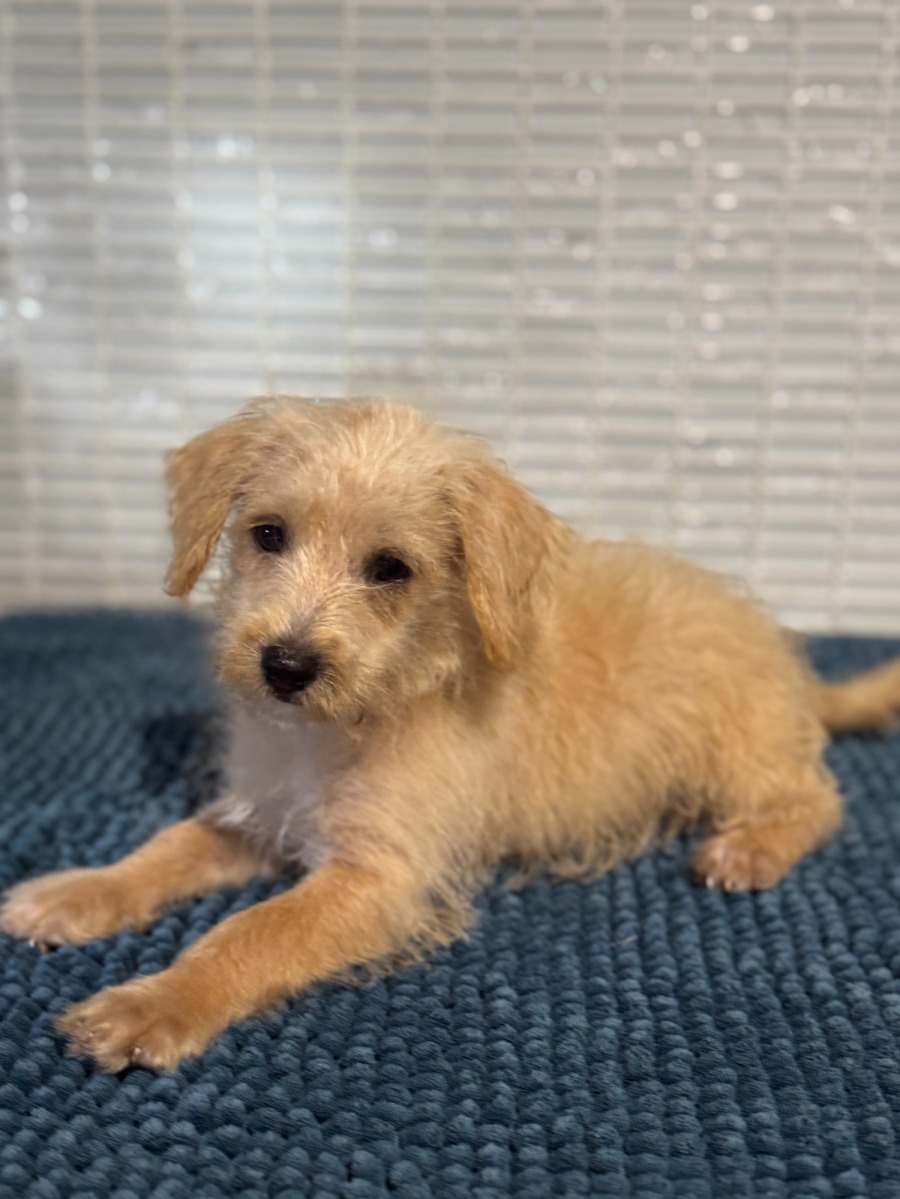 Toby - Small Male West Highland White Terrier x Poodle (Miniature) x ...