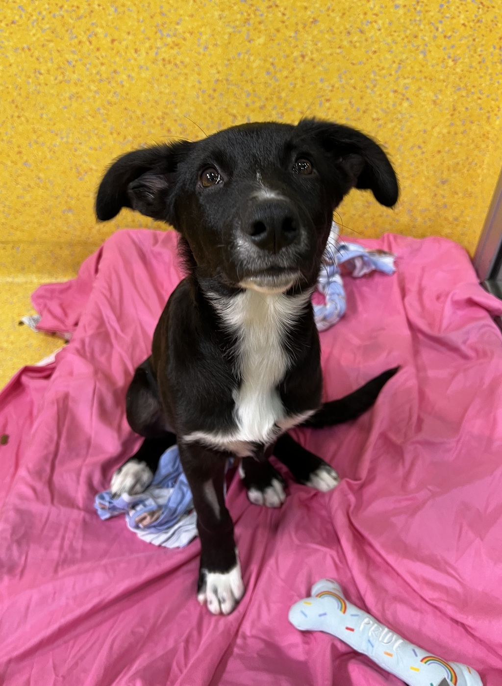 Colin - Medium Male Border Collie x Maremma Sheepdog Mix Dog in QLD - PetRescue