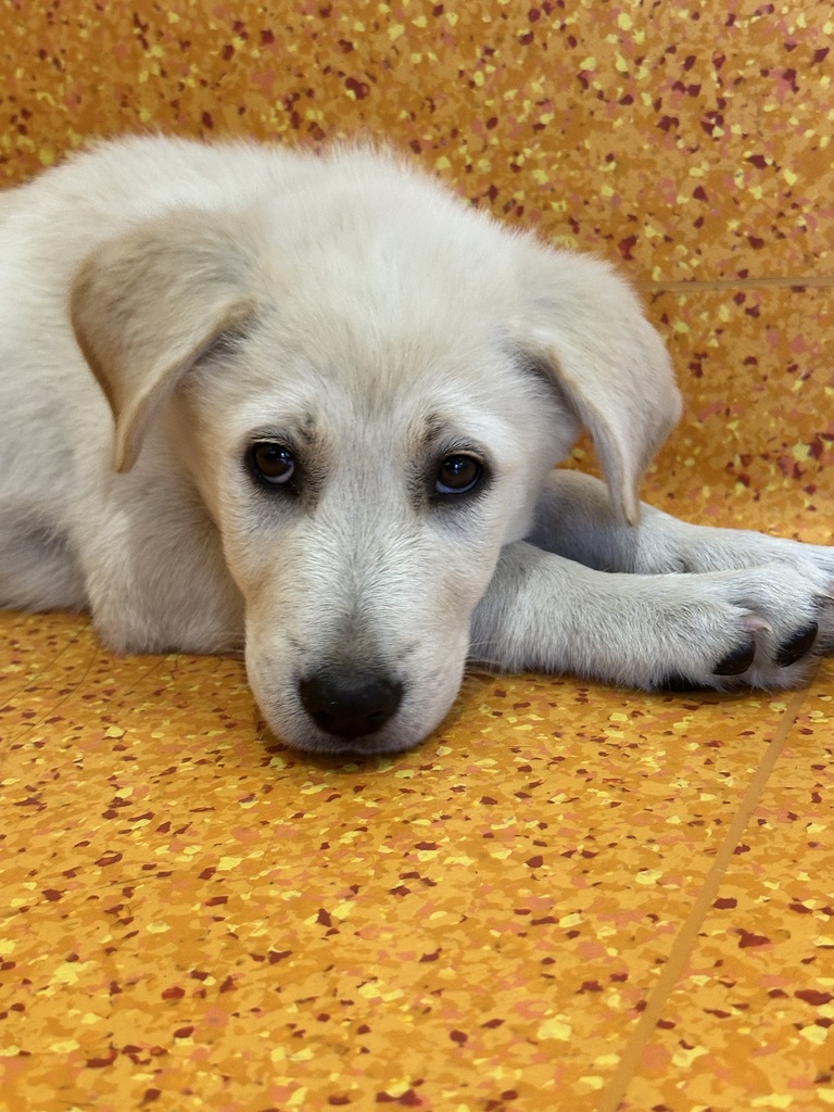 Blu - Large Male Kelpie x Maremma Sheepdog Mix Dog in QLD - PetRescue