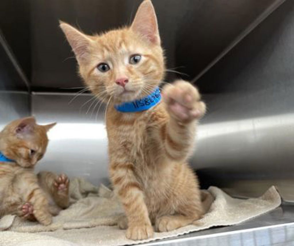 Oscar - Male Domestic Short Hair Mix Cat in VIC - PetRescue