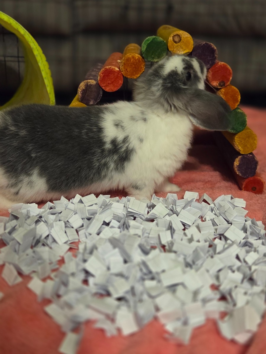 Kimmy - Female Mini Lop Mix Rabbit in VIC - PetRescue