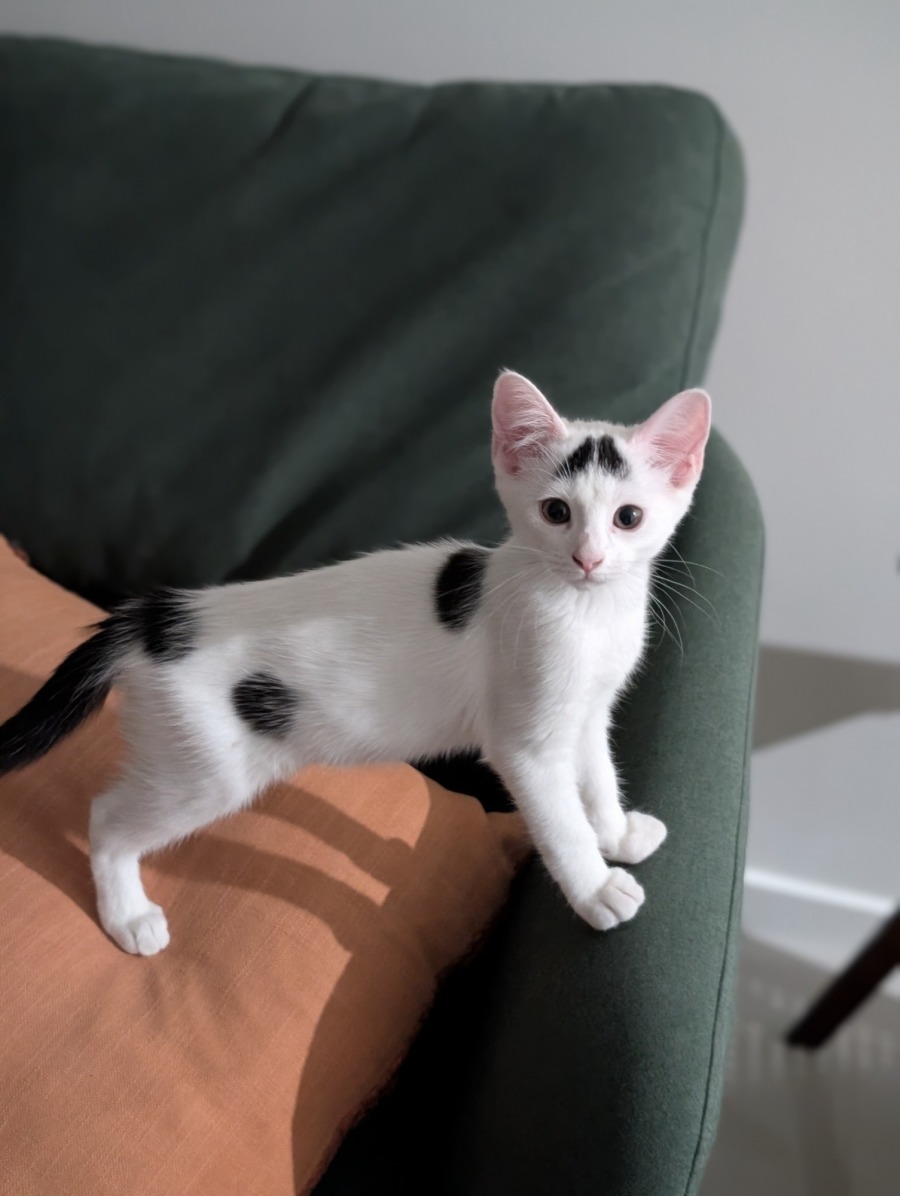 Dipstick - Female Domestic Short Hair (DSH) Cat in QLD - PetRescue