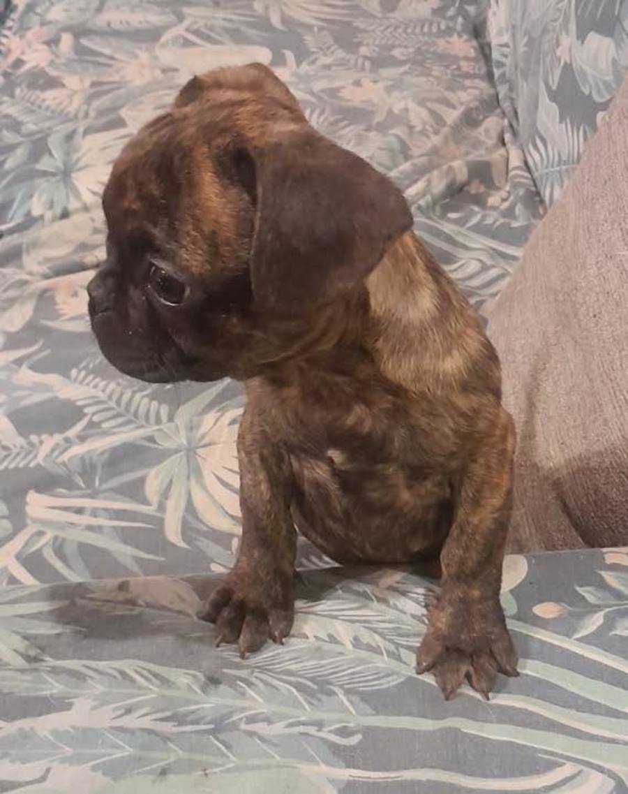 Bounty - Medium Male French Bulldog Mix Dog in NSW - PetRescue