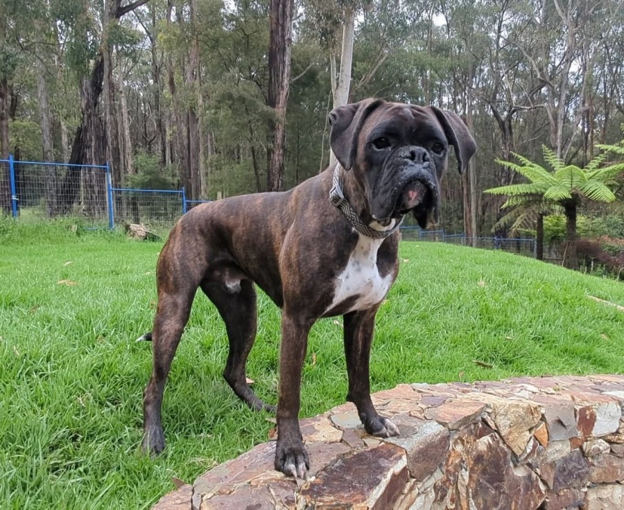 Baxter - Large Male Boxer Dog in VIC - PetRescue