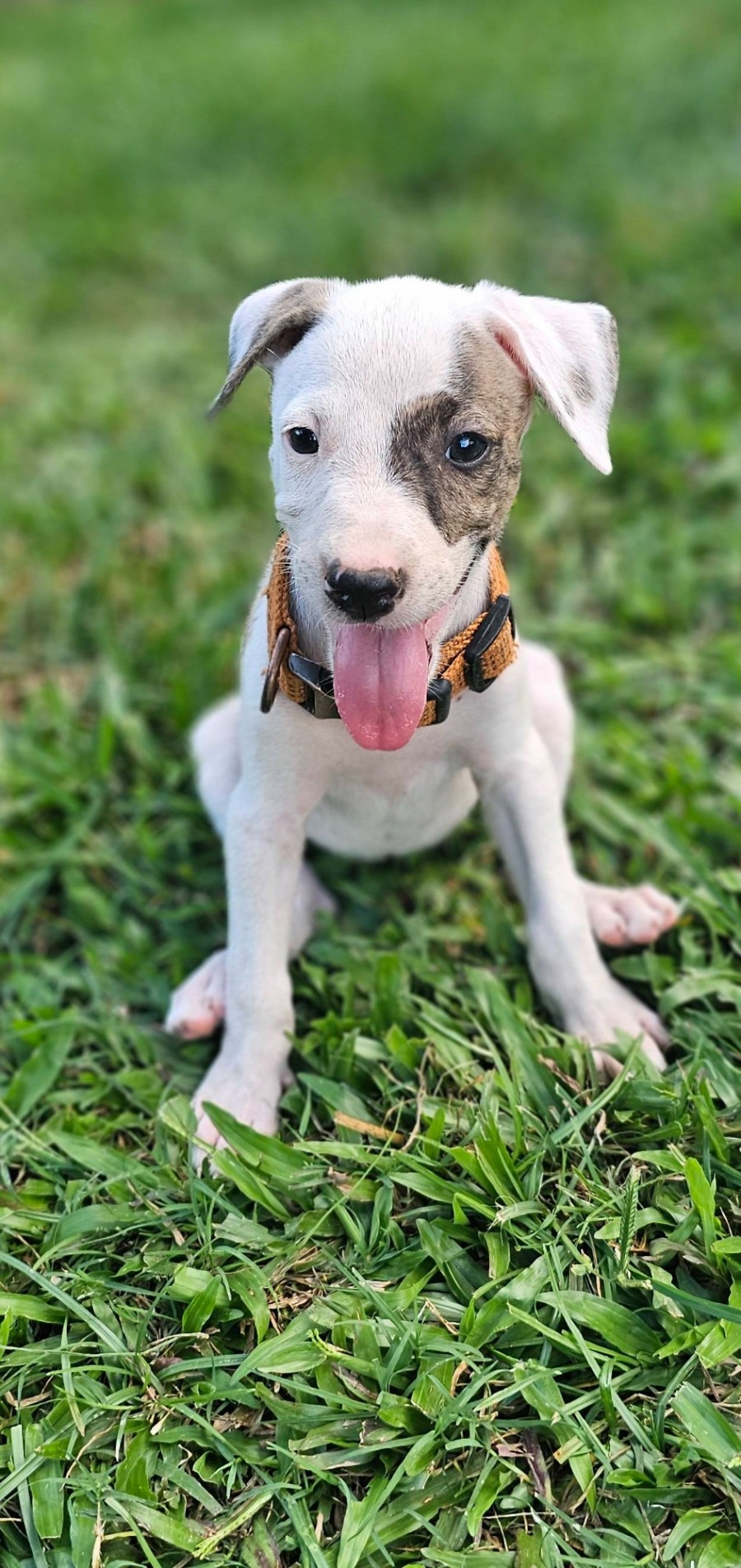 Winnie - Medium Female Catahoula Leopard Dog Mix Dog in QLD - PetRescue