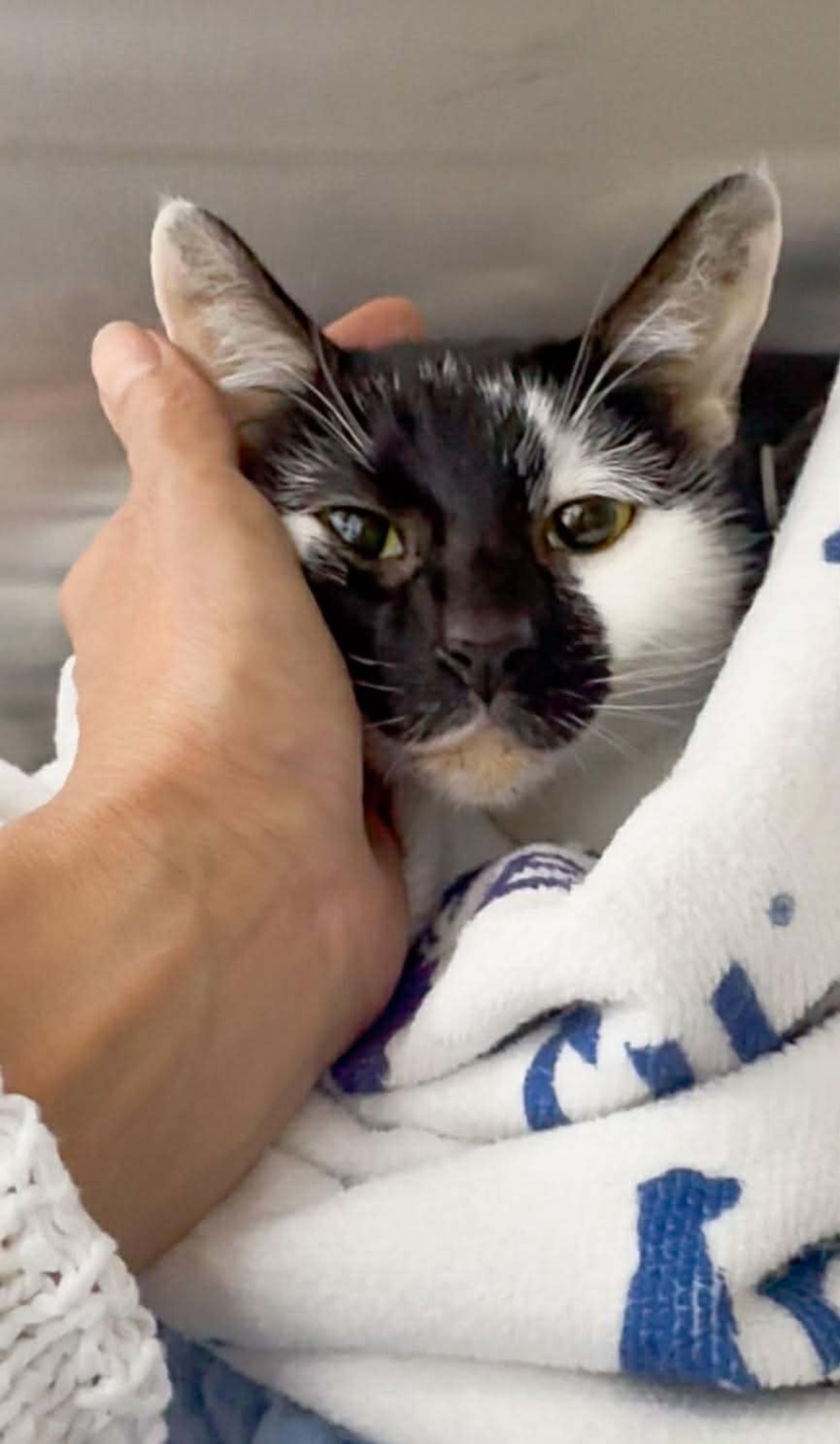 Mystique - Female Domestic Short Hair (DSH) Cat in NSW - PetRescue