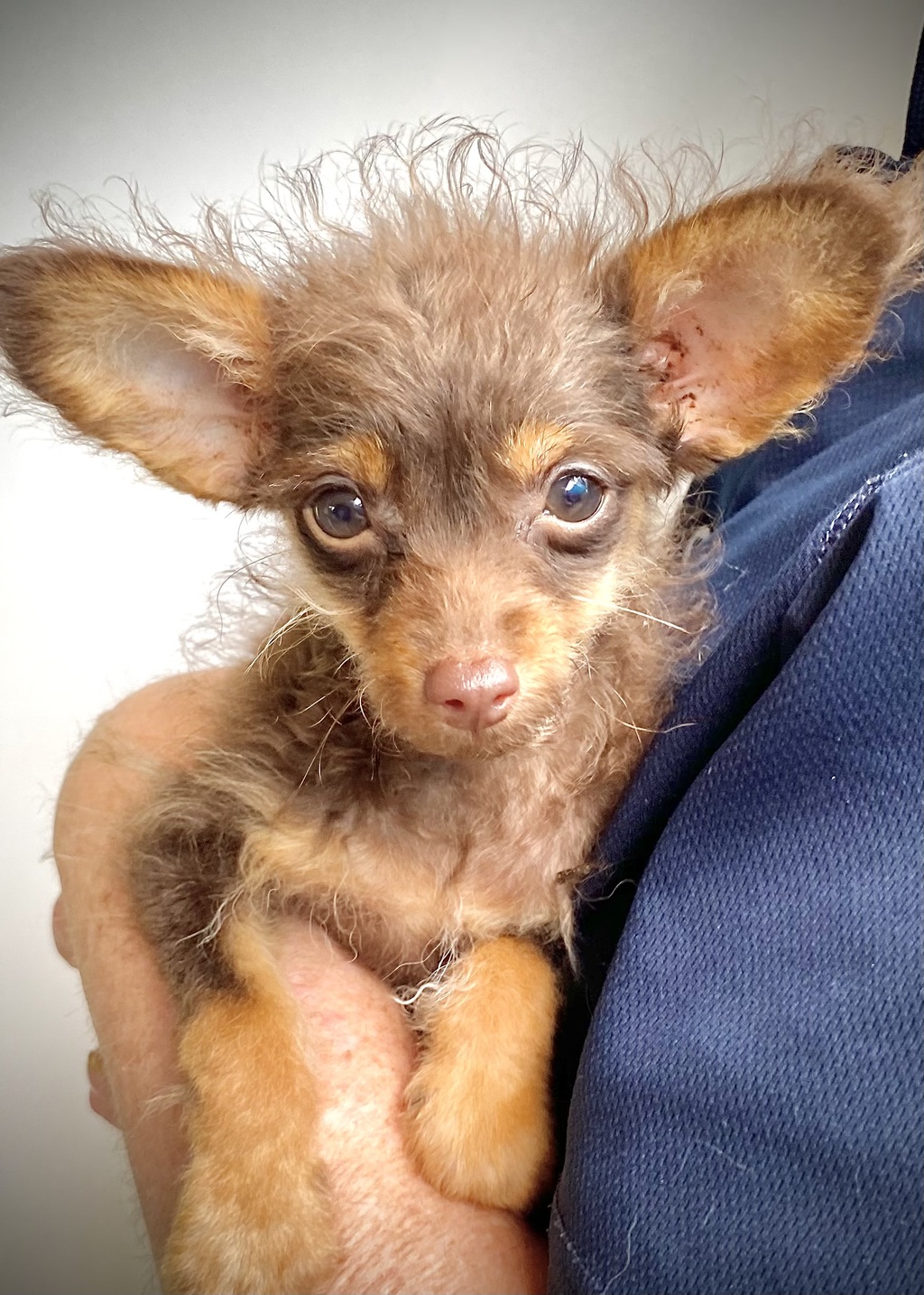 Percy - Small Male Terrier x Poodle Toy Mix Dog in QLD - PetRescue