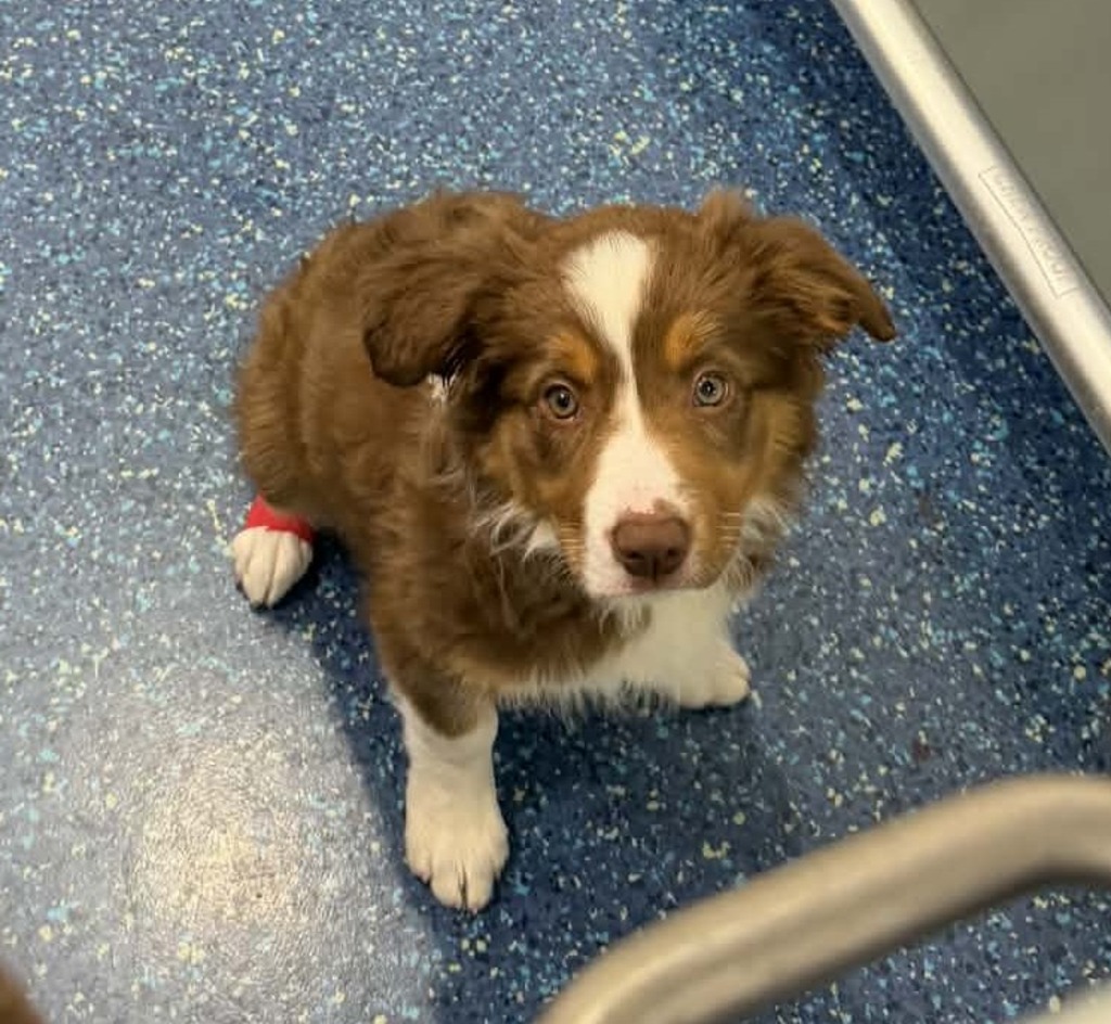 Elsie - Medium Female Australian Shepherd x Border Collie Mix Dog in ...