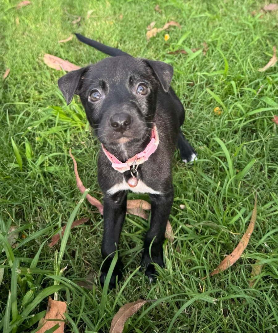 Journey - Medium Female Greyhound x Australian Cattle Dog Mix Dog in ...