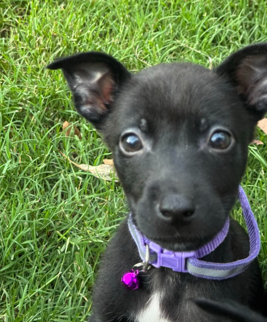 Jade - Medium Female Greyhound x Australian Cattle Dog Mix Dog in QLD ...