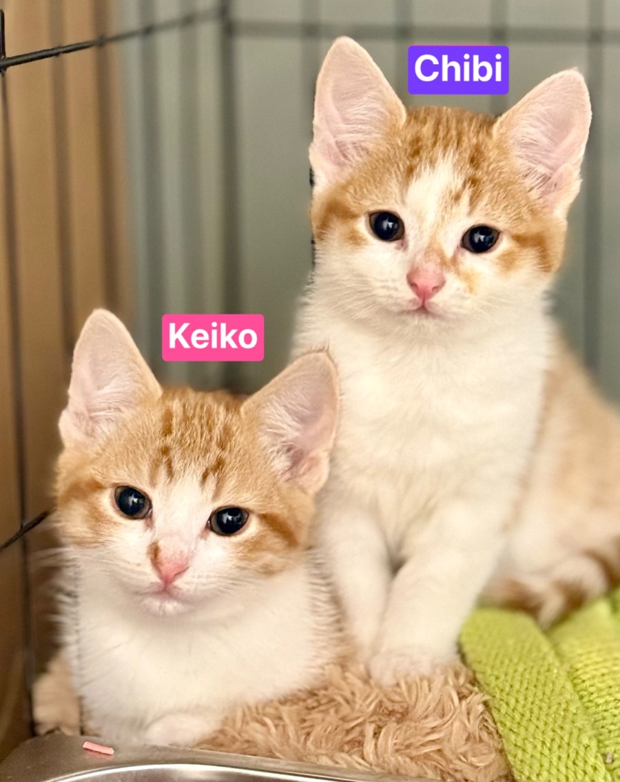 Keiko & Chibi - Female Domestic Short Hair (DSH) Cat in VIC - PetRescue