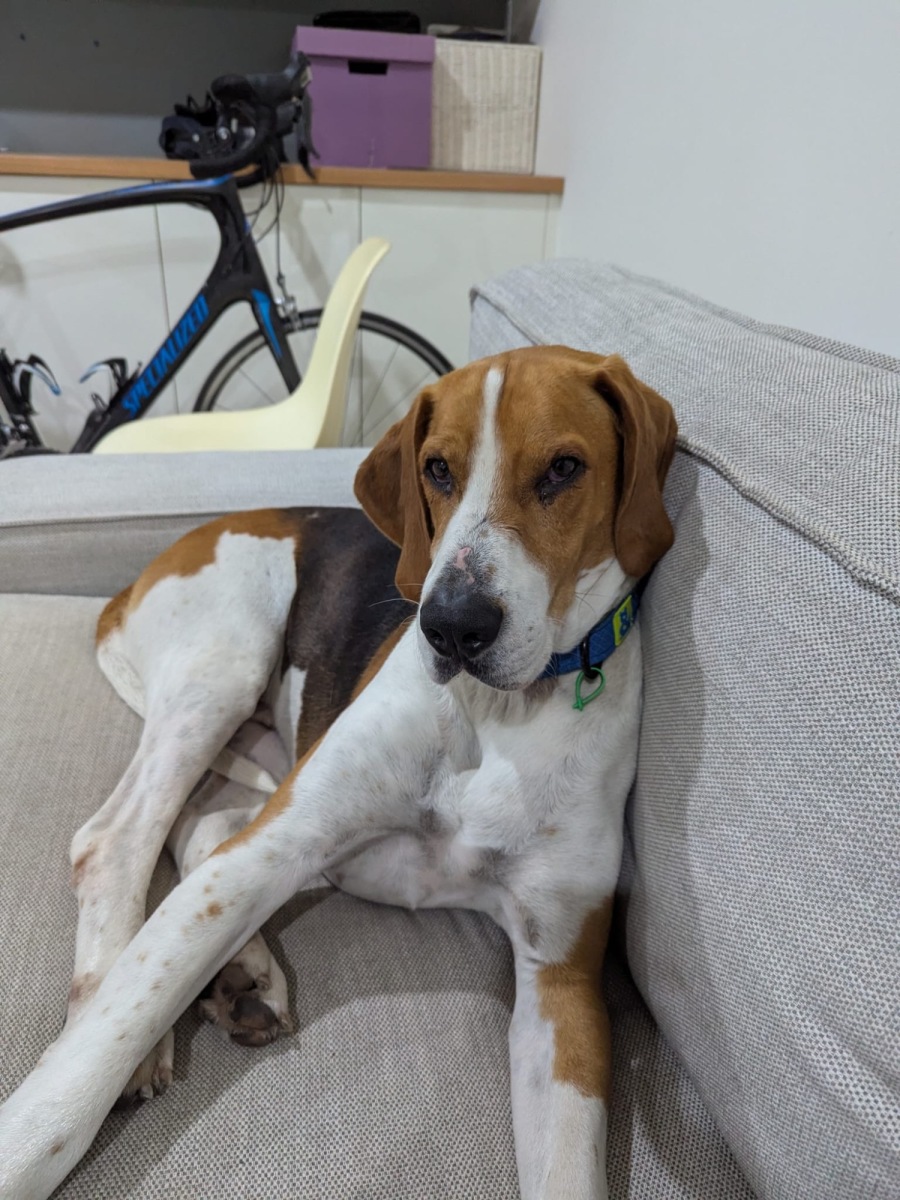 Bond - Large Male Foxhound Dog in VIC - PetRescue
