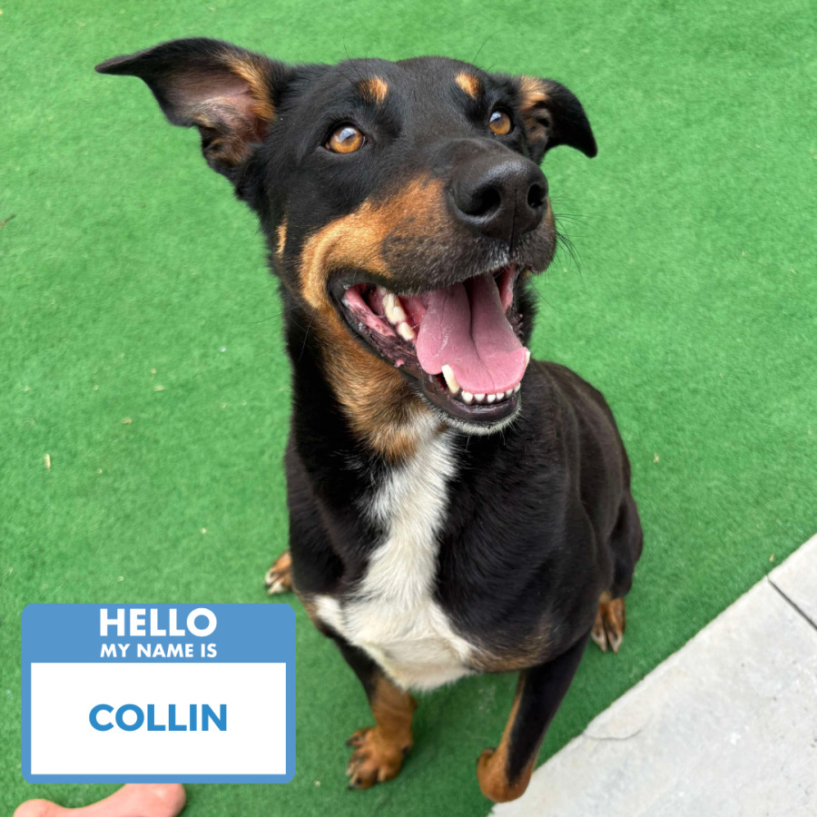 Collin - Medium Male Australian Kelpie x Australian Cattle Dog Mix Dog in NSW - PetRescue