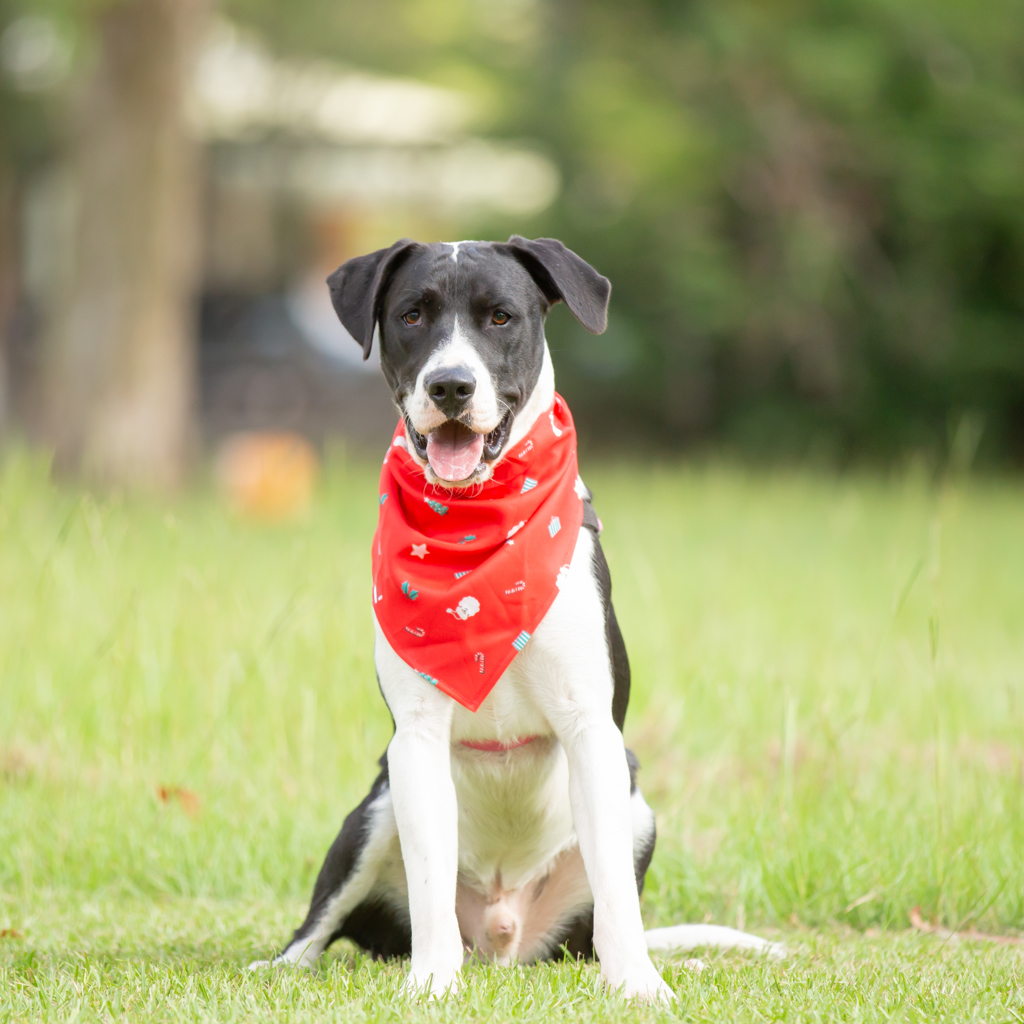 Animal Welfare League of QLD Beenleigh - PetRescue