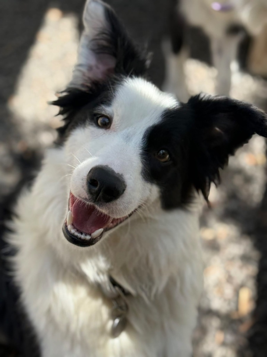 YoYo - Medium Female Border Collie Dog in NSW - PetRescue