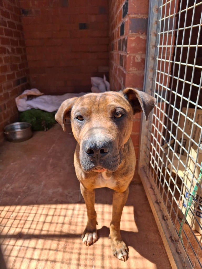 Milo - Medium Male Mixed breed Mix Dog in WA - PetRescue