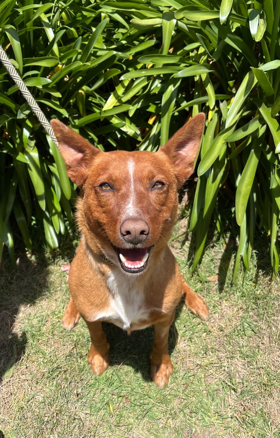 Ari - Medium Male Australian Kelpie Dog in NSW - PetRescue