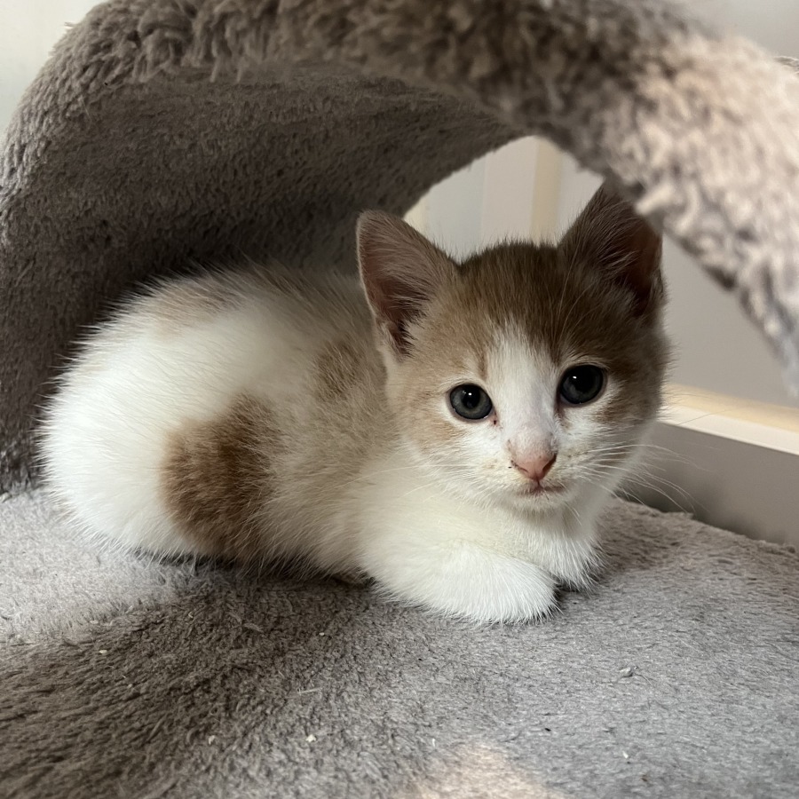 Honey - Female Domestic Short Hair (DSH) Cat in VIC - PetRescue