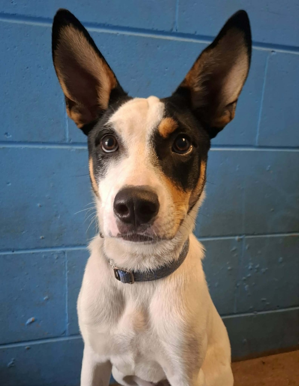 Dexter - Medium Male German Shepherd x Kelpie Mix Dog in QLD - PetRescue