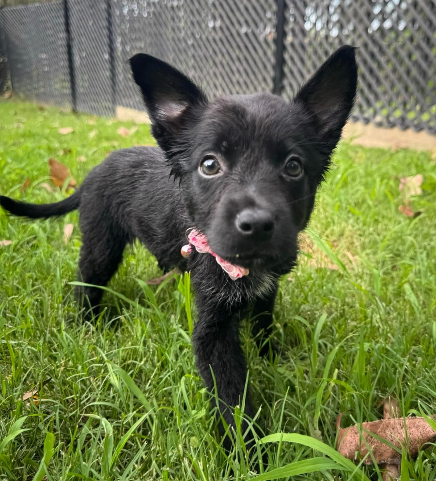 Karaoke - Medium Female Australian Cattle Dog Mix Dog in QLD - PetRescue