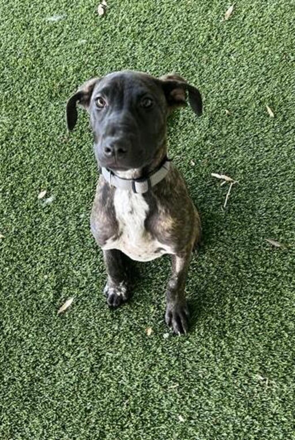 Tammy - Medium Female Bull Arab Mix Dog in QLD - PetRescue