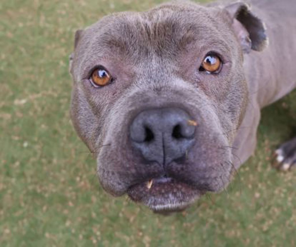 Sumo - Medium Male American Staffy Mix Dog in VIC - PetRescue