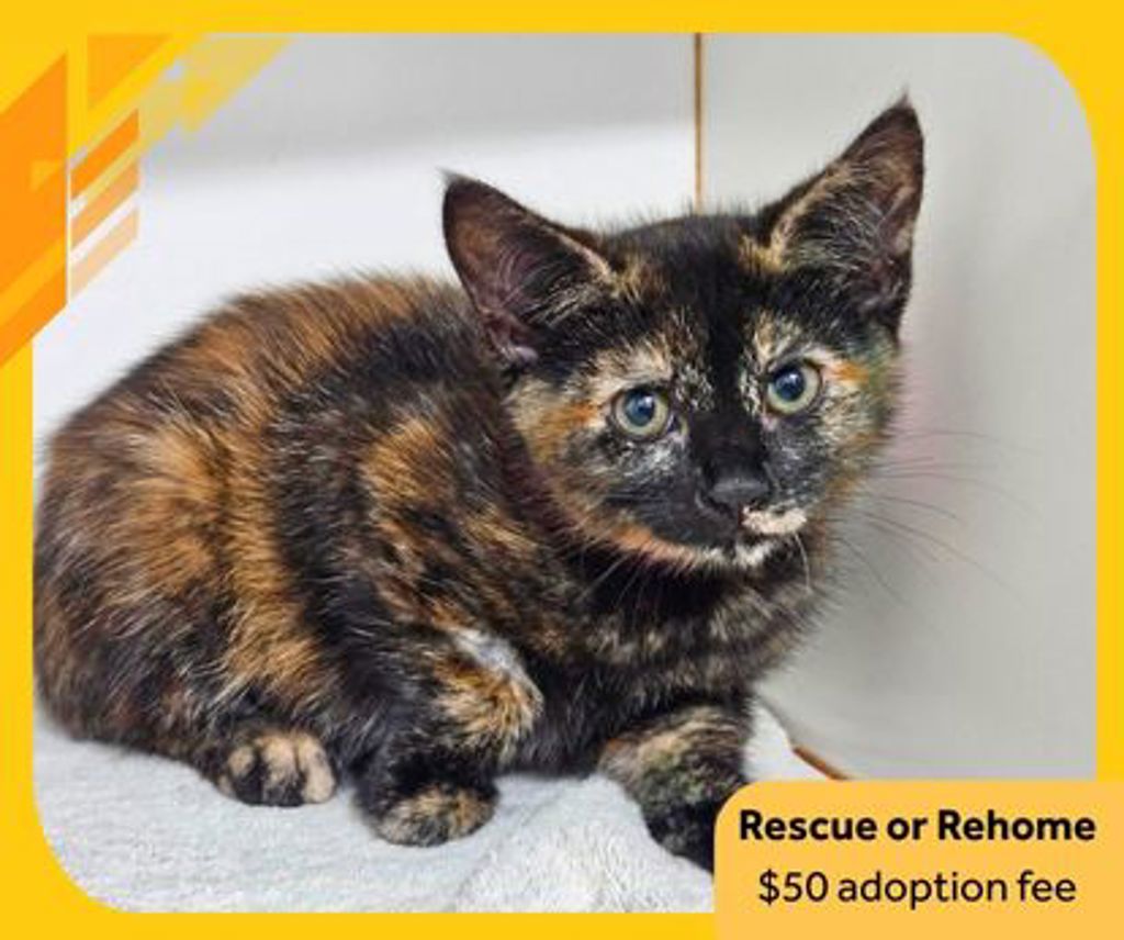 Sassy - Female Domestic Short Hair Mix Cat in VIC - PetRescue