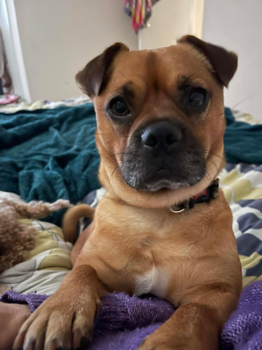 Doug - Small Male Pug x Jack Russell Terrier Mix Dog in VIC - PetRescue