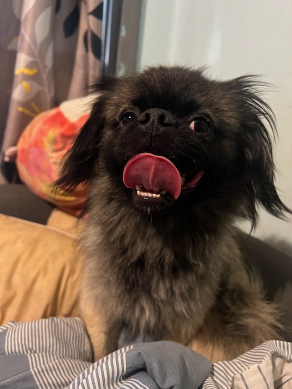 Snork - Small Male Pekingese Dog in WA - PetRescue