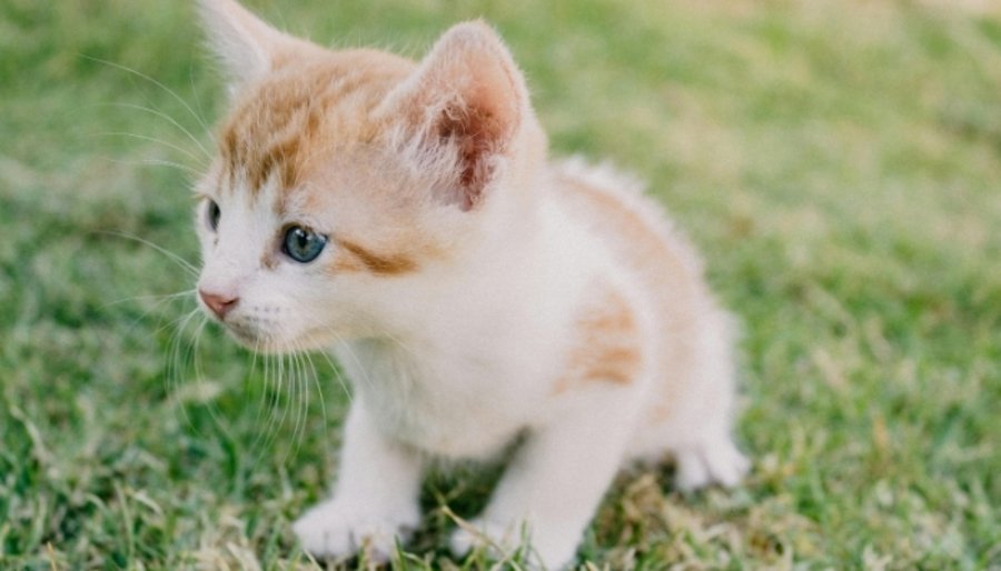 Help! I've found a stray cat/kitten. What do I do? - PetRescue