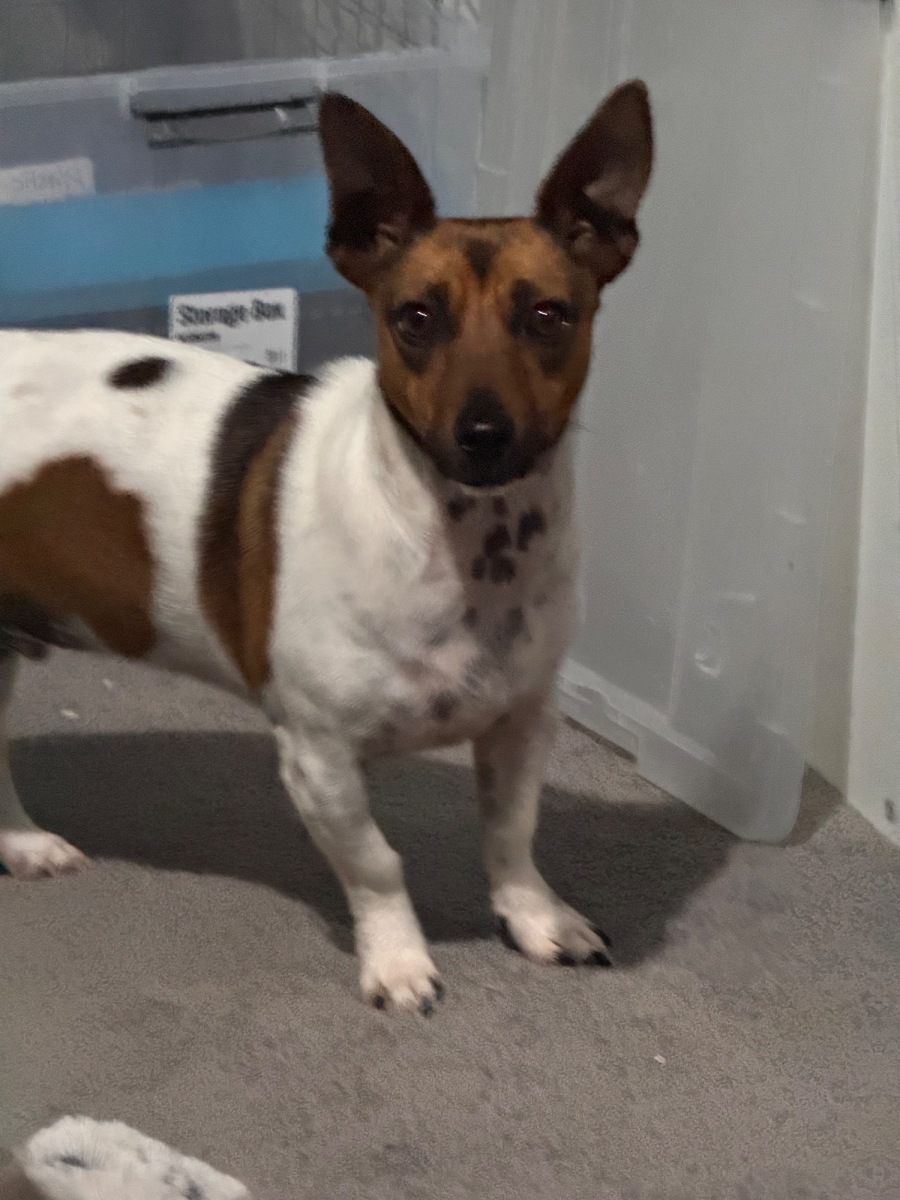 Colin - Small Male Fox Terrier Mix Dog in VIC - PetRescue