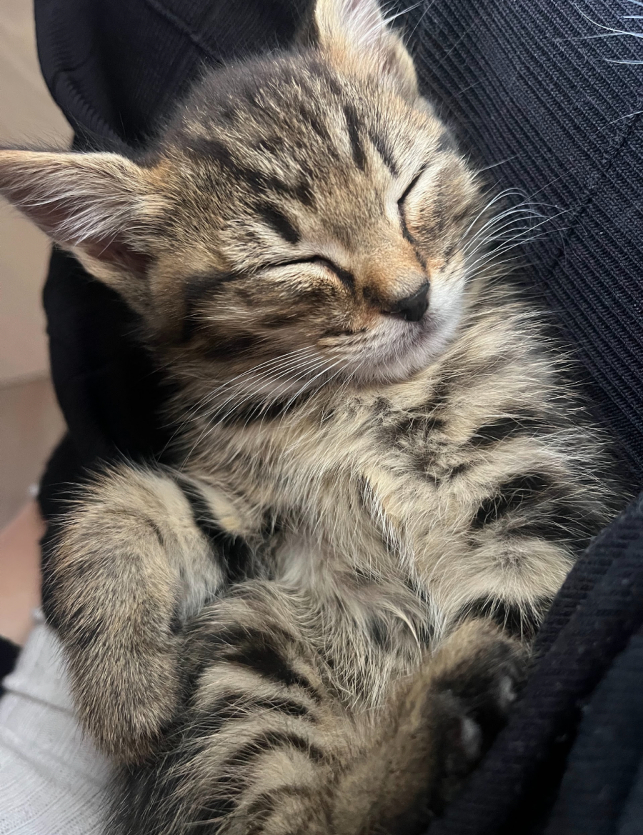 Matisse - Male Domestic Short Hair (DSH) Cat in VIC - PetRescue