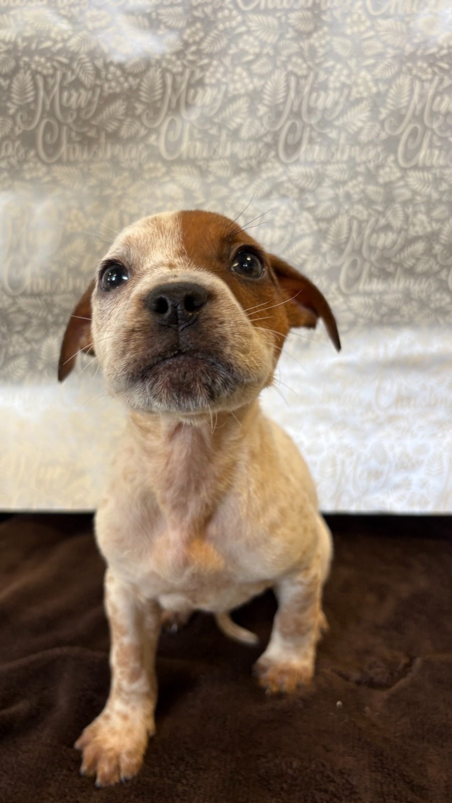 Freckles - Small Female American Staffordshire Terrier Mix Dog in NSW ...