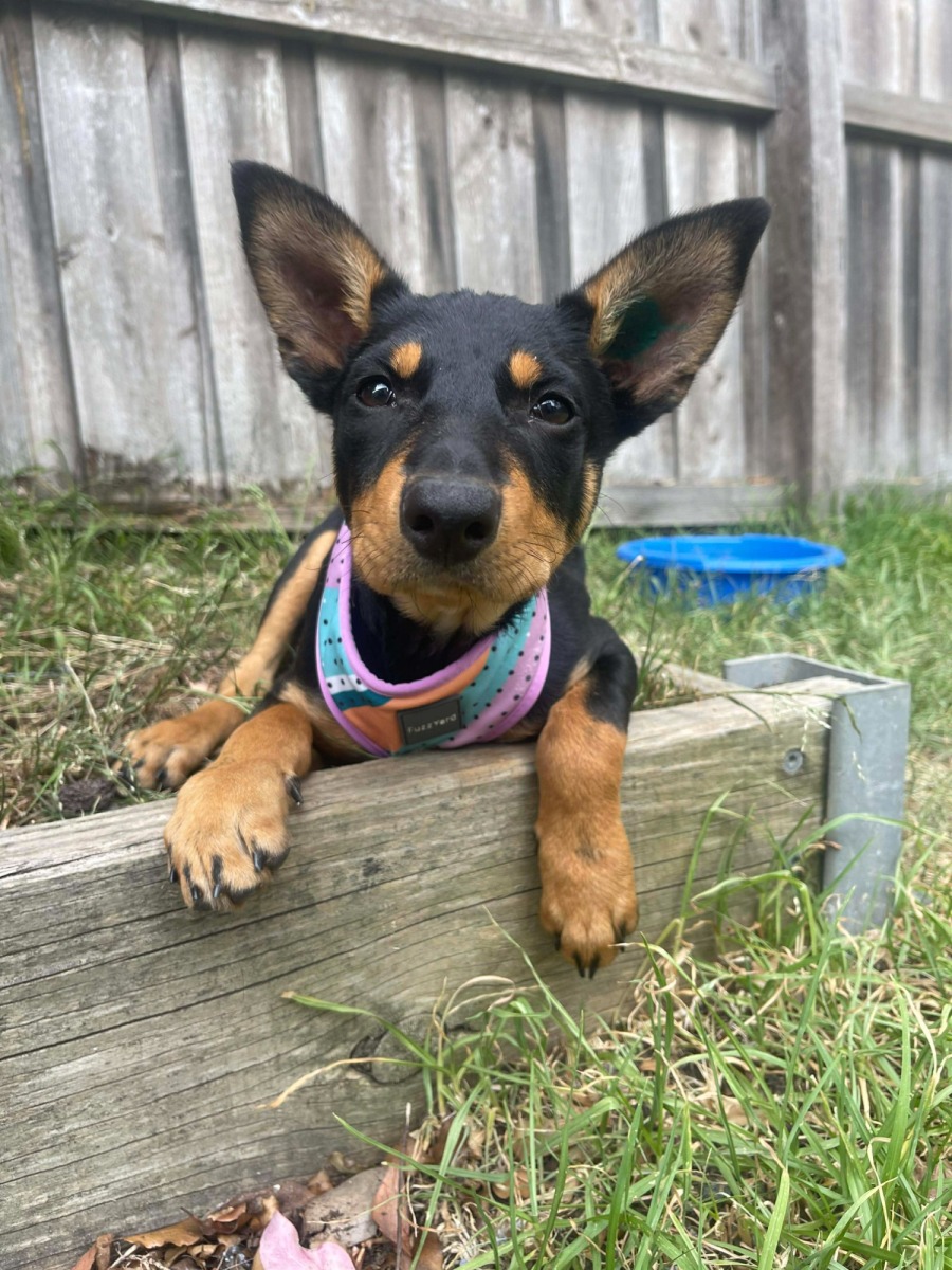 The Yellow Door - Rescue and Rehoming - PetRescue