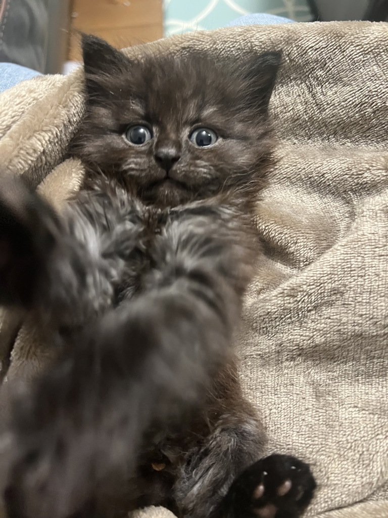 Cheekaboo - Male Domestic Medium Hair Mix Cat in VIC - PetRescue