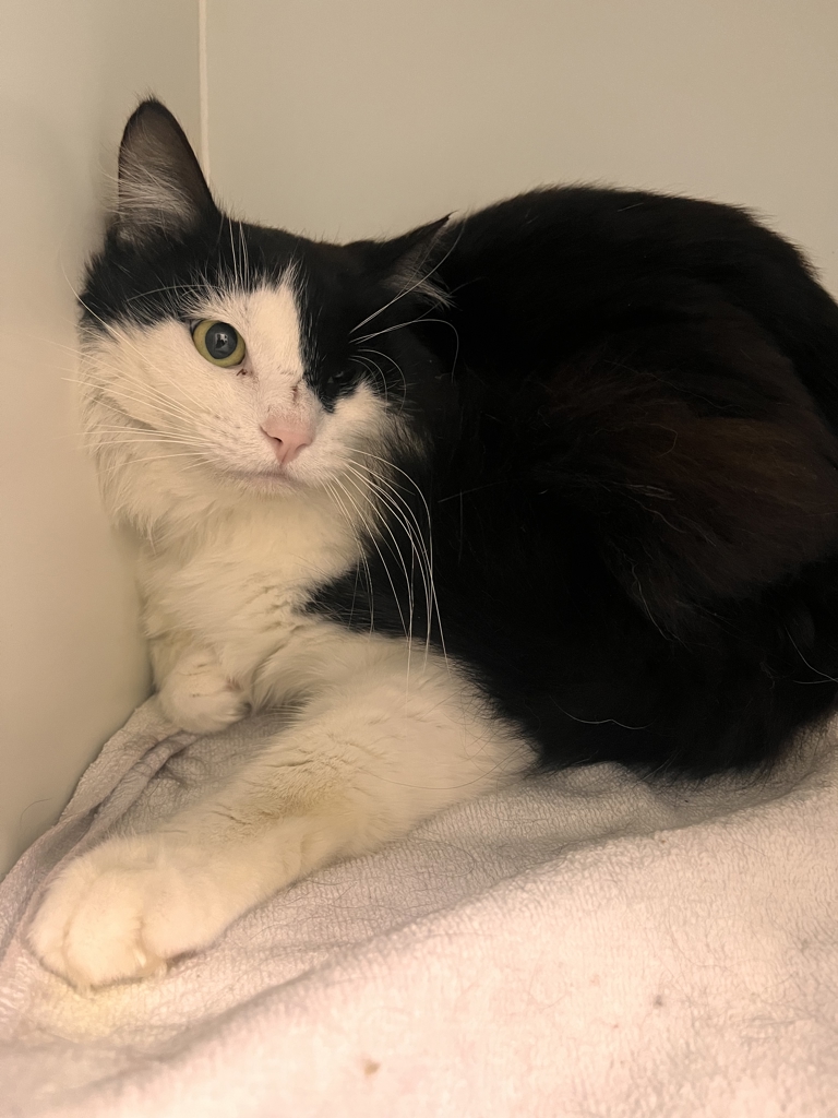 Maurice - Male Domestic Medium Hair Mix Cat in VIC - PetRescue