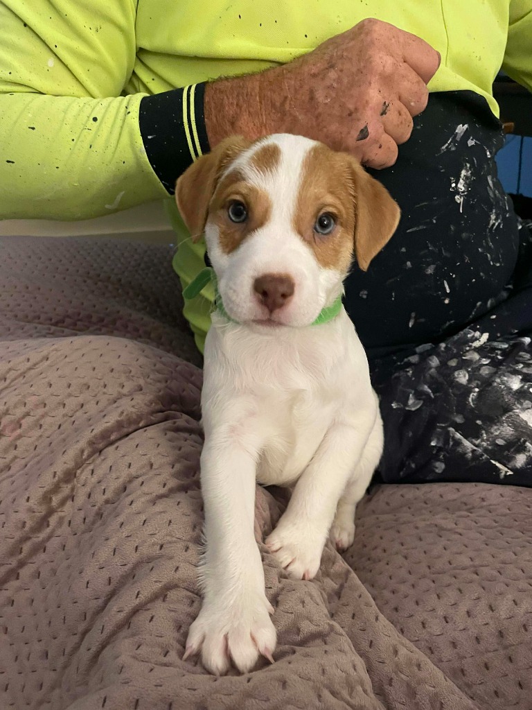 Rolly - Small Male Jack Russell Terrier Mix Dog in VIC - PetRescue