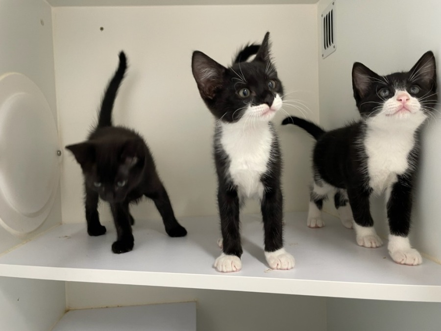 Wren - Male Domestic Short Hair (DSH) Cat in QLD - PetRescue